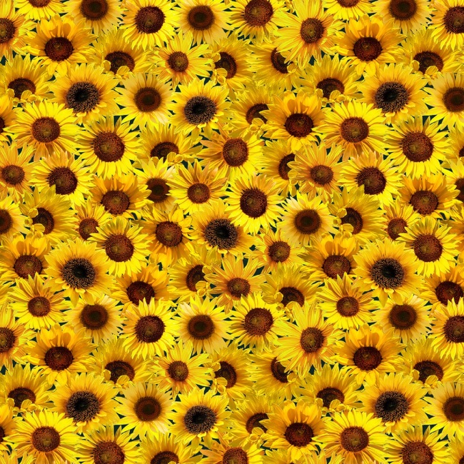 Packed Sunflower Fabric | The Quilt Shop